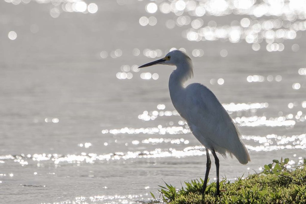 Cano Negro Lodge | Biodiversity of Caño Negro